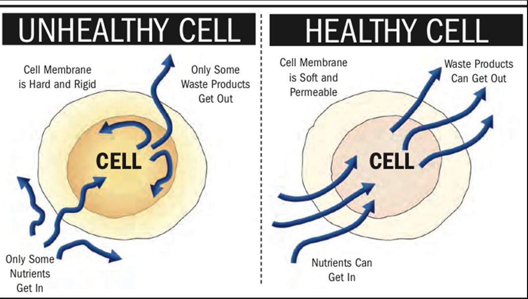 what-are-you-doing-to-regenerate-healthy-cells-detox - Myofascial Release